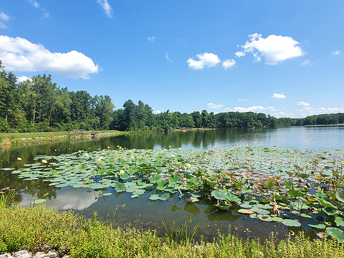 Lily pads dot Kunkel Lake like nature's own floating neighborhood, creating a serene backdrop for afternoon contemplation that costs absolutely nothing.
