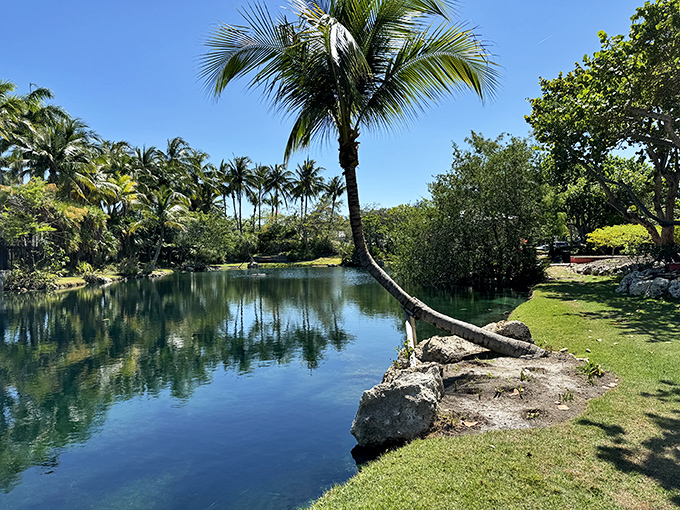 Mother Nature's reflecting pool captures palm fronds and blue skies, creating a moment of zen just steps from the Atlantic's playful waves.