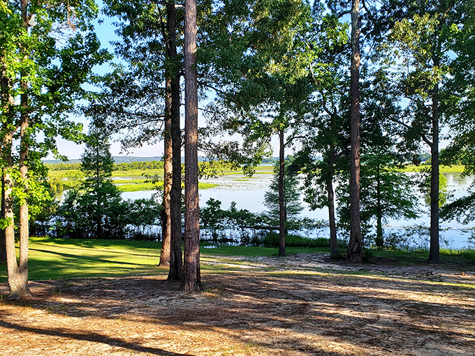 Lake Eufaula's serene waters peek through towering pines, offering a million-dollar view that, thankfully, doesn't require a million dollars to enjoy.
