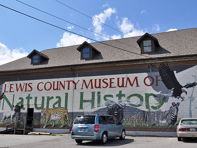 The Lewis County Museum of Natural History doesn't just display wildlife &ndash; it celebrates it with a mural that's essentially the animal kingdom's version of a class photo.