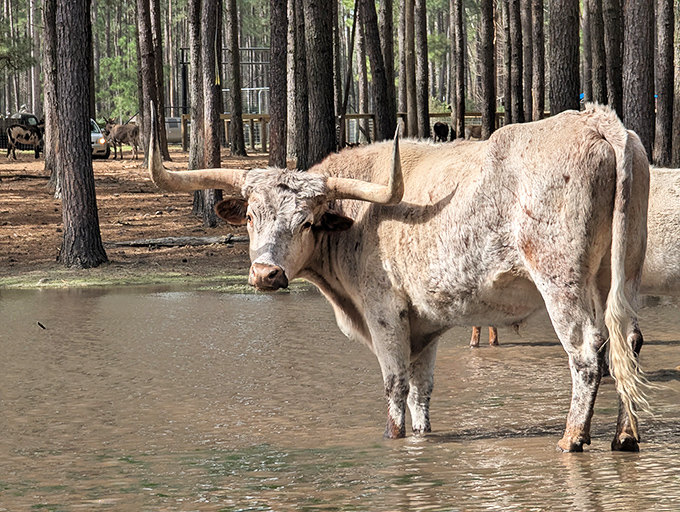 This longhorn isn't just posing for tourists—he's the unofficial Texas welcoming committee, standing knee-deep in East Texas hospitality.