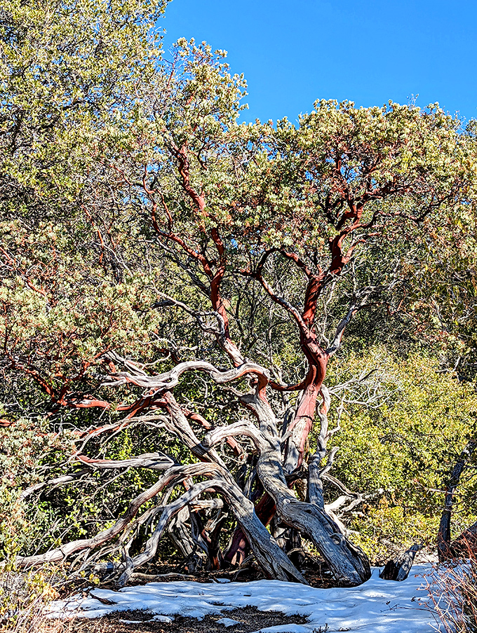 Mother Nature's sculpture garden features this twisted manzanita, its cinnamon bark and contorted limbs telling stories of survival in the mountain air.