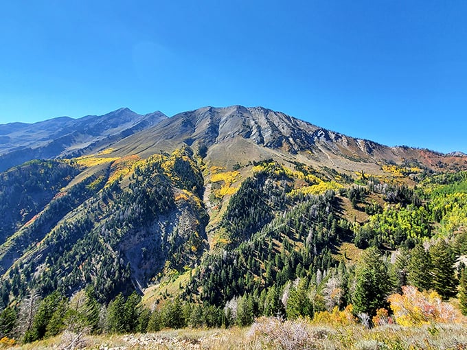 Mount Nebo stands majestically against the blue canvas, wearing patches of gold like a mountain dressed for a fancy autumn gala.