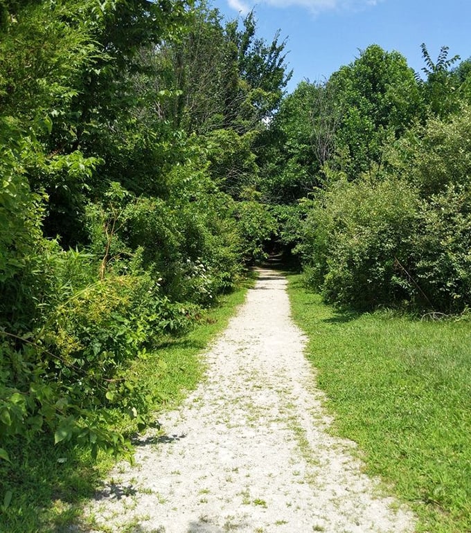 Nature's version of the yellow brick road &ndash; this trail promises adventure without the flying monkeys, just the whispered invitation of rustling leaves.