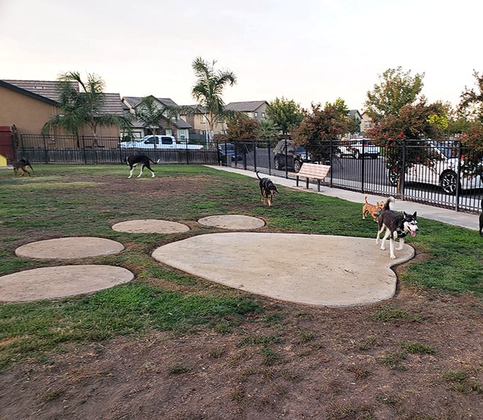 A dog park where pups discuss their retirement plans while humans pretend they're just there to supervise.