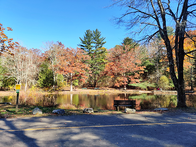 Fall's greatest magic trick: turning an ordinary pond into a masterpiece of amber and crimson. That bench is calling your name.