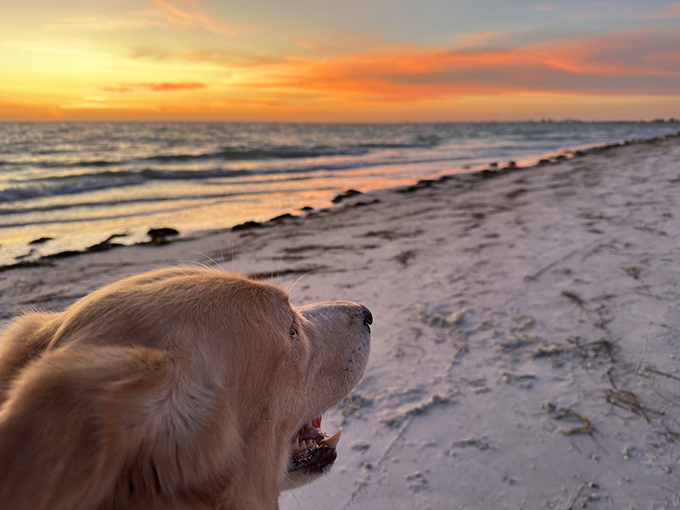 Even dogs appreciate a good sunset. This golden retriever knows the best spot in Florida to end the day.
