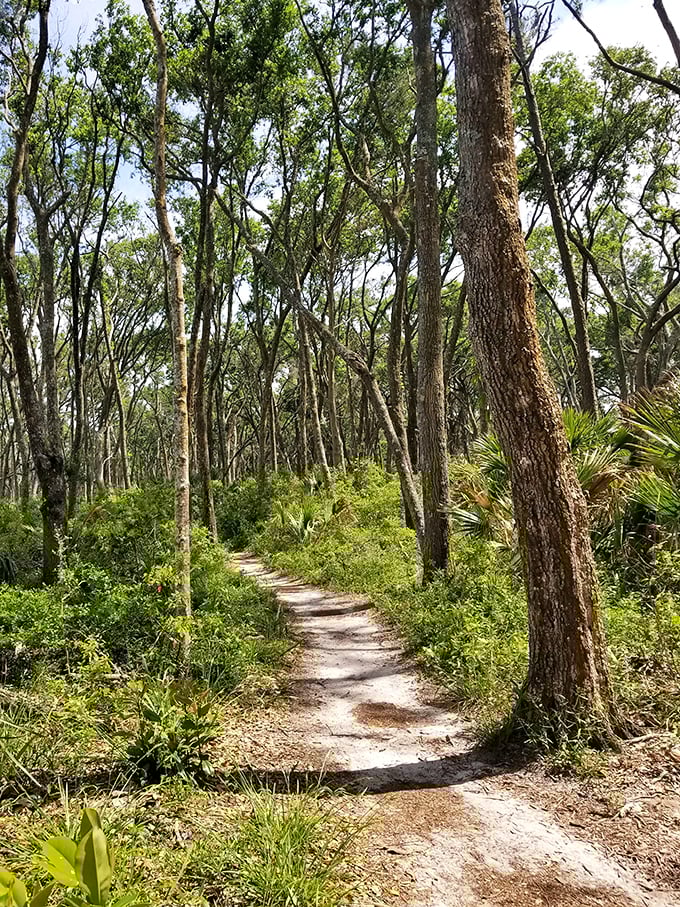 The path less traveled actually delivers on its promise here. This shaded maritime forest trail leads to Florida's most photogenic secret.