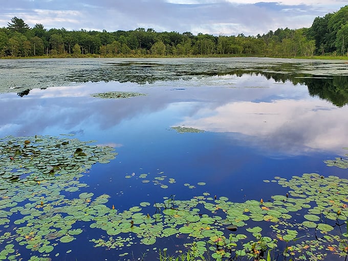 Mirror, mirror on the pond &ndash; who's got the prettiest lily pads of all?