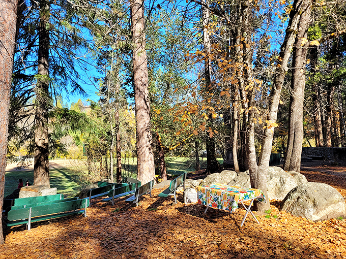Fall in Pioneer Park transforms ordinary benches into front-row seats to nature's most spectacular color show. Leaf peeping at its finest.