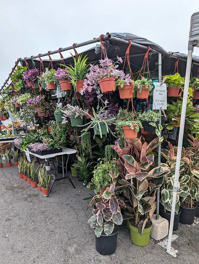 Nature's jewelry store on display! This plant vendor has transformed their corner into a hanging garden of purple-tinged succulents and tropical greenery.