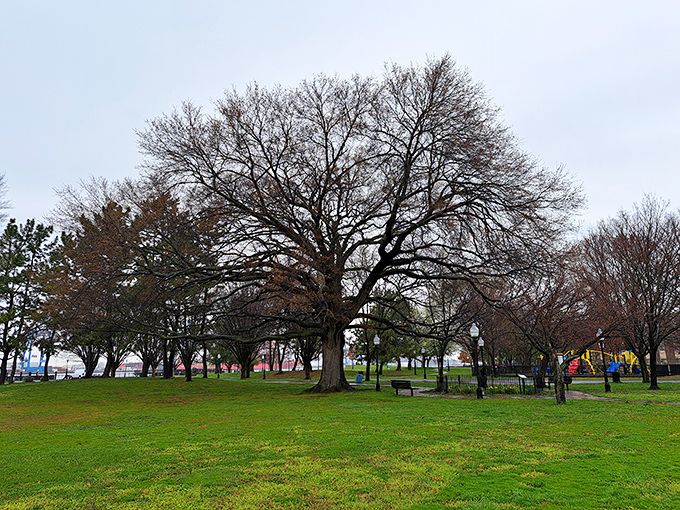 Majestic trees stand sentinel in this peaceful park, offering the kind of natural respite that reminds you some of life's greatest luxuries&mdash;like shade and greenery&mdash;remain absolutely free.