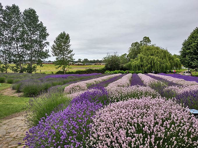 Lavender fields forever! Sequim's purple paradise might make you want to quit your job and become a lavender farmer.