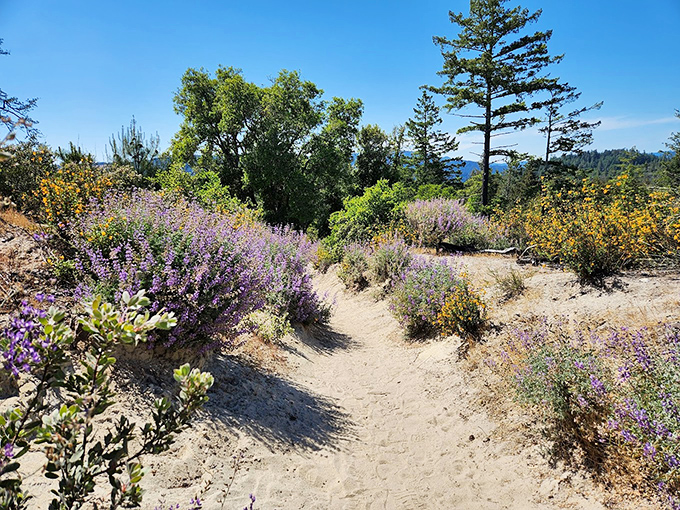 Desert meets forest in this surprising sandhill ecosystem. Purple wildflowers add splashes of color like nature's own impressionist painting.