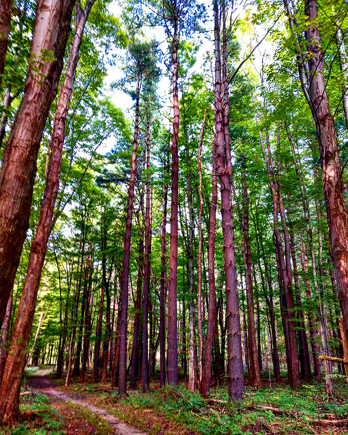 Cathedral of pines: These towering sentinels have been practicing their skyward reach longer than most of us have been alive.