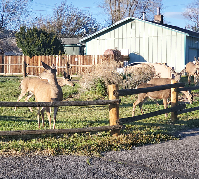 Local deer treat suburban yards like their personal salad bar &ndash; and nobody's complaining about these dinner guests.
