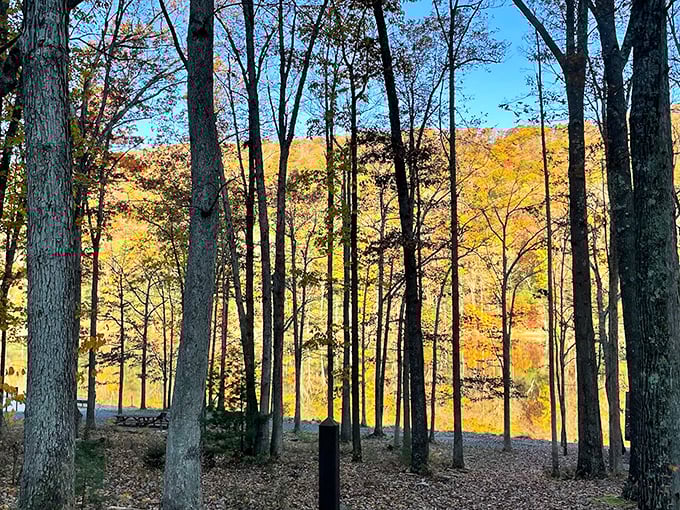 Fall's golden hour transforms these woods into nature's cathedral. The stained glass? Those spectacular autumn leaves filtering the sunlight.