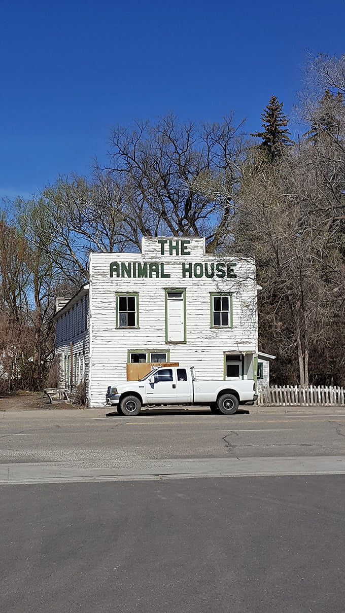 The Animal House isn't hosting any toga parties, but this quirky white building has become an unexpected landmark that perfectly captures Shoshone's unpretentious charm.