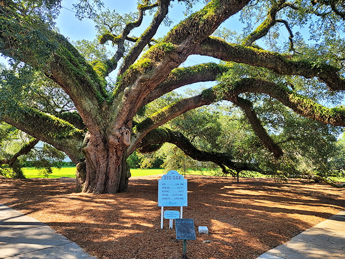 The Big Oak stands as Thomasville's natural celebrity &ndash; over 330 years old and still spreading its magnificent limbs with Southern grandeur.