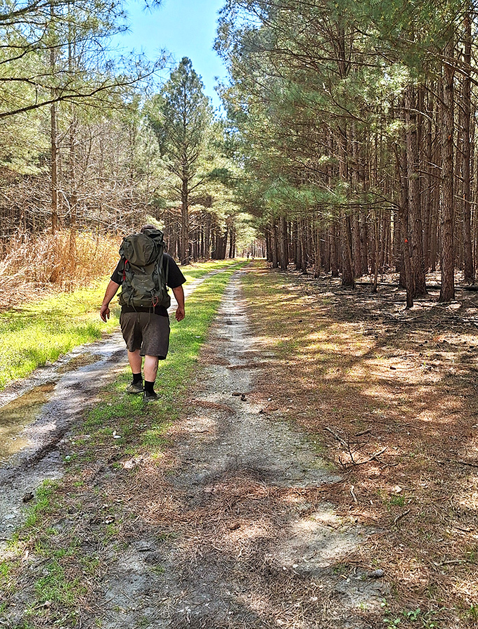 The trail stretches ahead like nature's welcome mat &ndash; pine-scented air and dappled sunlight included at no extra charge.