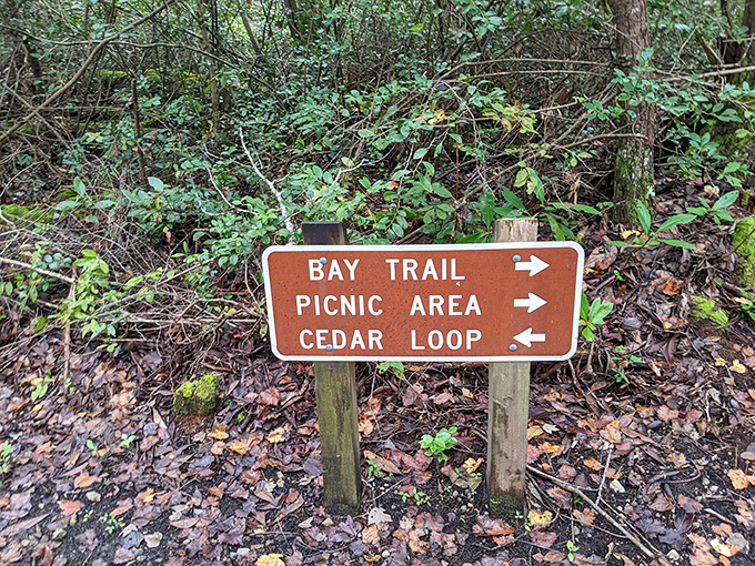 Life's big decisions made simple: Bay Trail, Picnic Area, or Cedar Loop? At Jones Lake, even the directional signs invite you to slow down and choose your own adventure. 