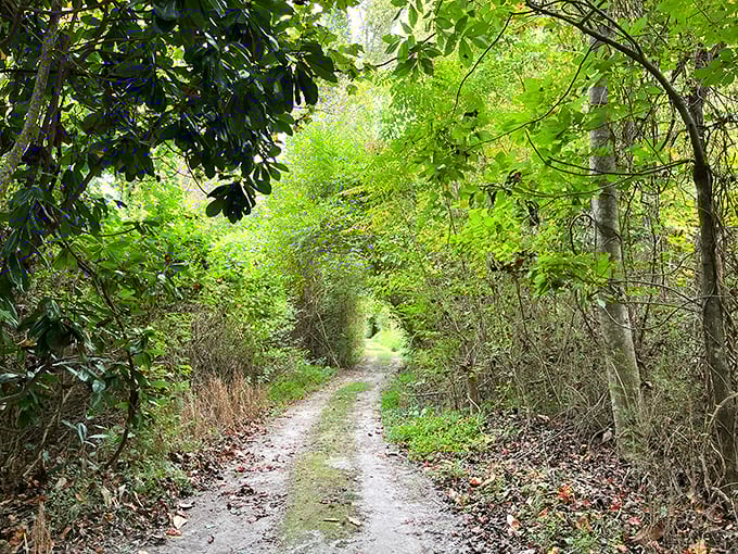 Nature's secret corridor beckons with dappled sunlight filtering through the canopy. This trail promises adventures without the crowds of more famous paths.