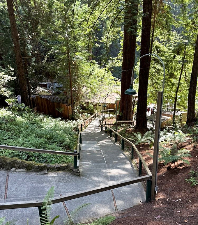 Winding concrete pathways lead visitors through towering redwoods to the main attraction, building anticipation with every step.