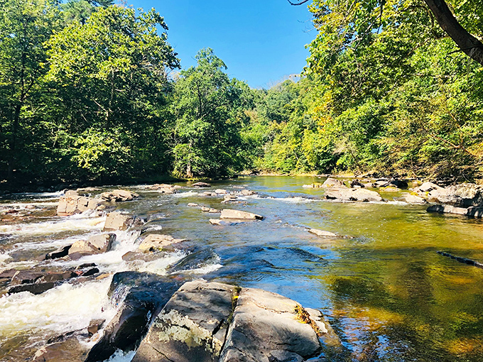 Tohickon Creek's gentle cascades create nature's soundtrack. The water's journey over ancient stones mirrors our own path through this pristine wilderness.