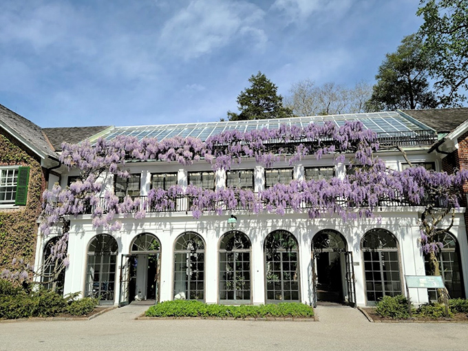 Nature's purple curtain call. Wisteria cascades over the conservatory entrance like nature's version of a Broadway theater marquee.