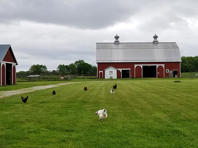 Farm life thrives at Prophetstown's 1920s homestead, where heritage chickens strut with more confidence than runway models at Fashion Week.