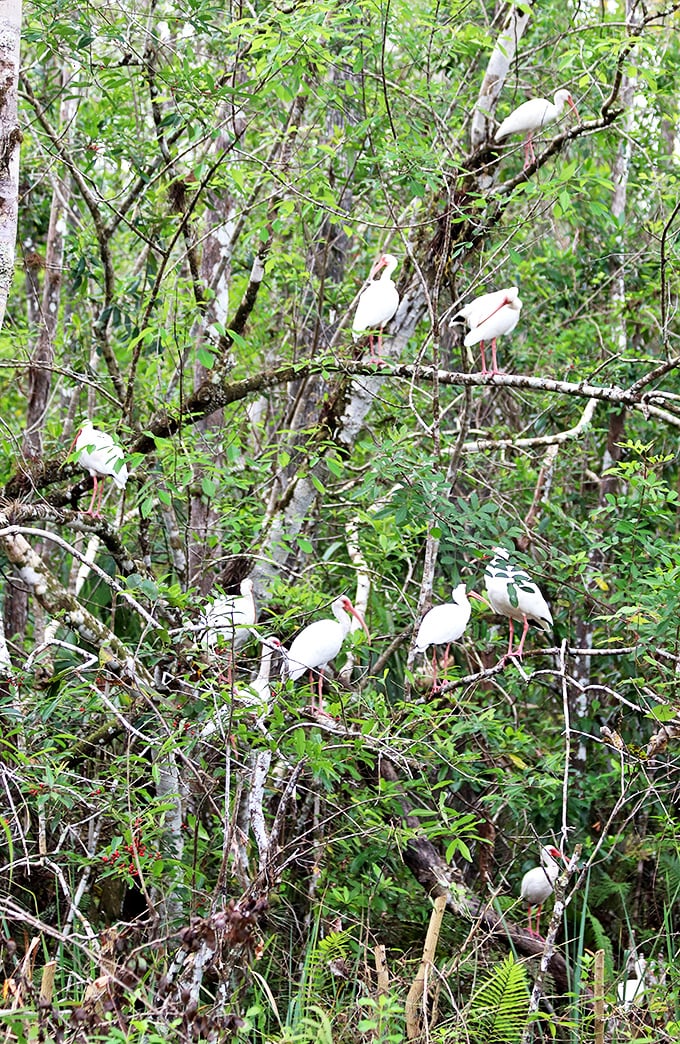 A congregation of white ibis perches among the branches like feathered ornaments, their curved red bills adding splashes of color to the greenery.