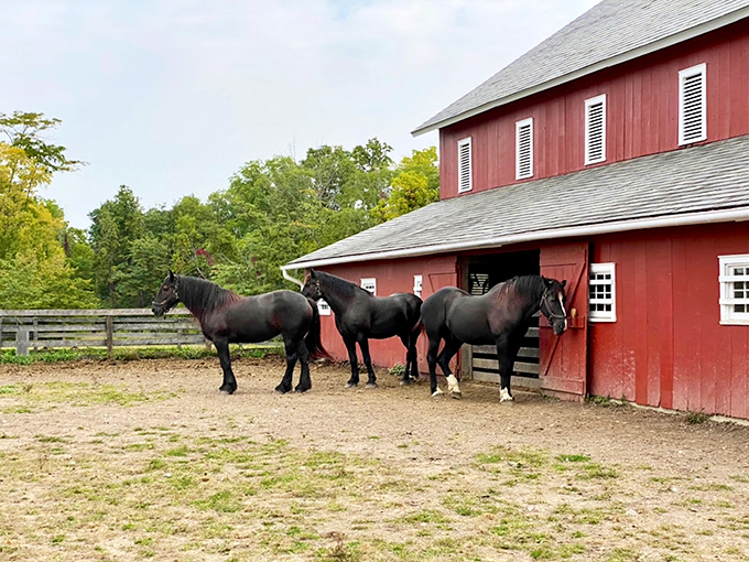 These magnificent draft horses aren't just farm eye candy&mdash;they're the original horsepower that built America, one field at a time.
