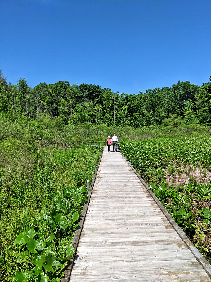 Some paths are metaphorical, but this one's literal—a wooden highway through wetlands where cell service fades and conversation blooms.