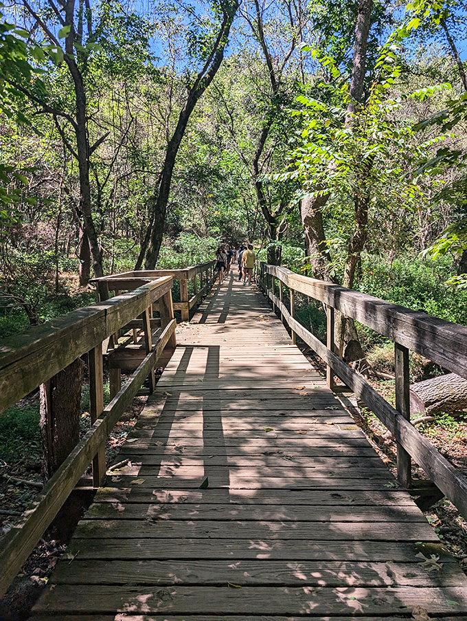 This wooden boardwalk isn't just a path&mdash;it's a front-row ticket to nature's greatest show, no overpriced concessions required.