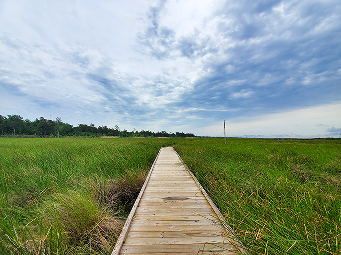 The boardwalk less traveled. This wooden path through marshland feels like walking through the pages of a Louisiana nature documentary.
