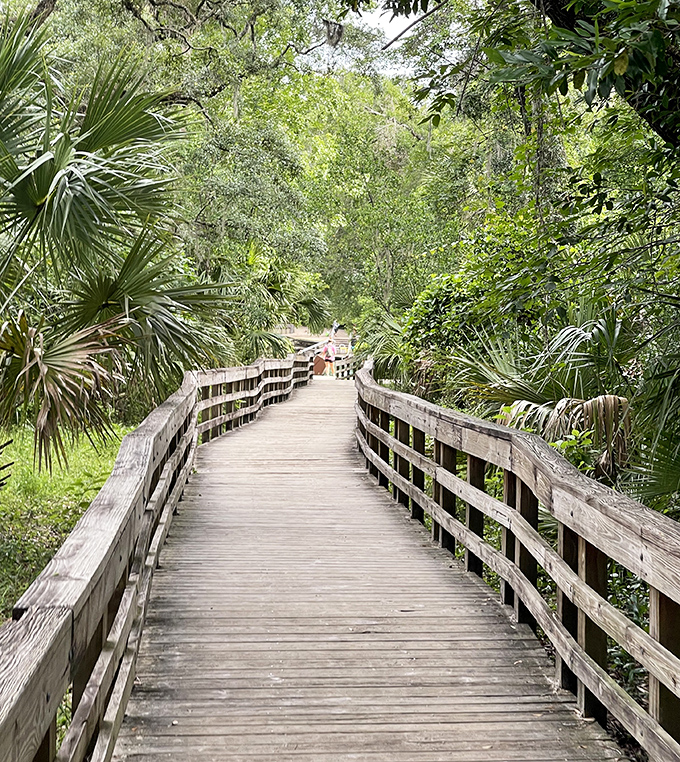 Nature's boardwalk runway, where palm fronds and cypress trees have front-row seats to human wanderings.