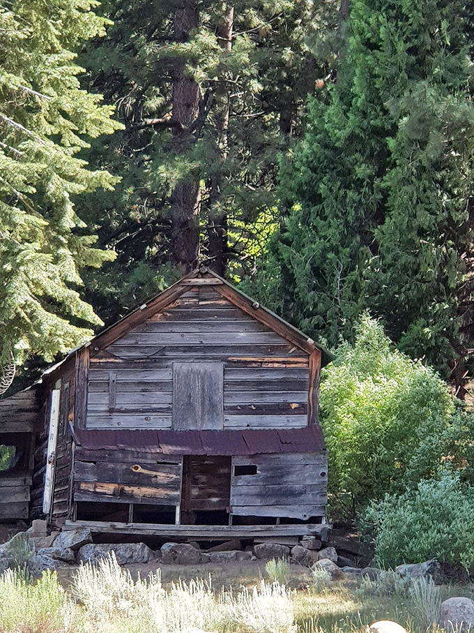 This weathered cabin has seen more Sierra seasons than most of us have seen Netflix series. History stands sturdy against the evergreen backdrop.