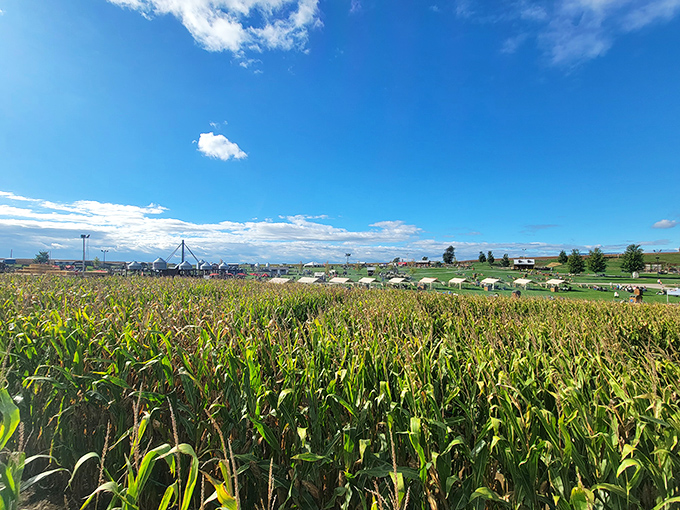 The Amazing Maize Maze stretches toward the horizon like nature's own puzzle. Getting lost has never looked so inviting or Instagram-worthy.
