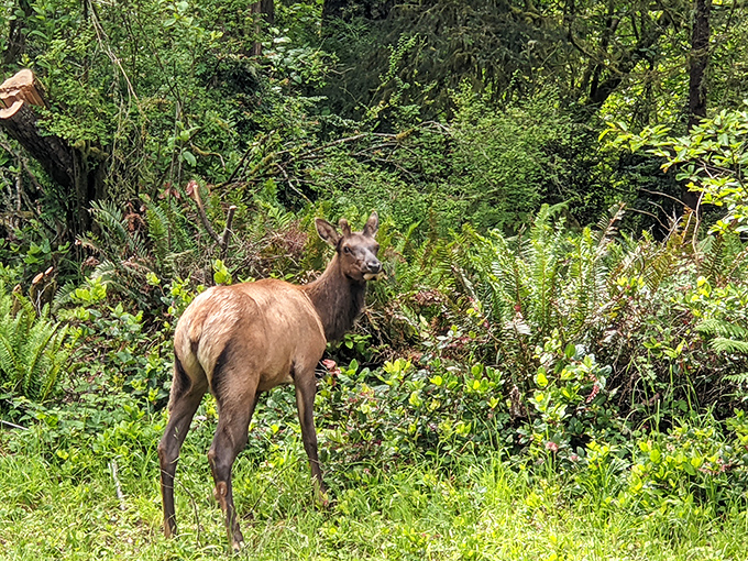 "Excuse me, do you have a reservation?" This young elk seems to be conducting its own inspection tour of the park's lush undergrowth. 