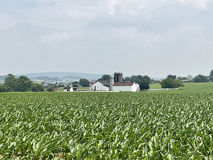 Fields of green stretching toward white farmhouses and silos – this is Lancaster County's version of an ocean view, and it's just as soul-soothing.