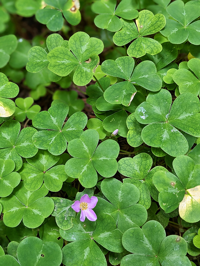 Tiny woodland sorrel creates nature's perfect carpet beneath the giants. Even the smallest residents of this forest seem to understand the value of presentation.