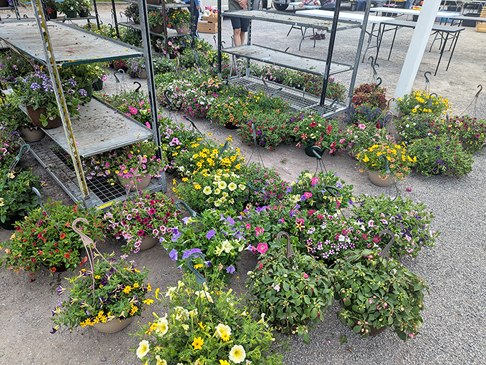 Nature's palette explodes in these plant displays – hanging baskets and potted perennials creating an impromptu garden amid the market's dusty pathways.