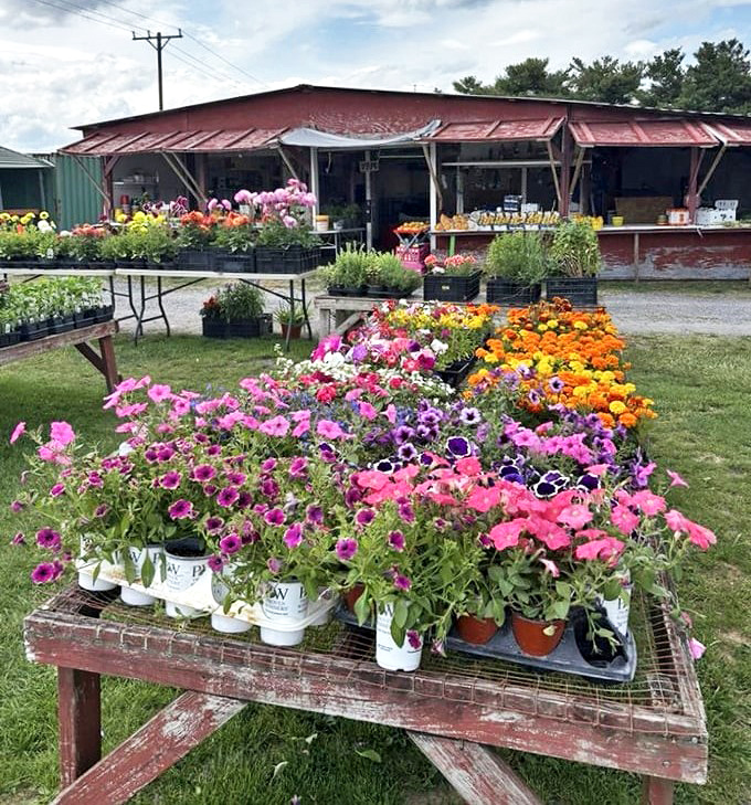 Nature's color palette explodes in this floral section. Even those who kill houseplants find themselves inexplicably drawn to these vibrant blooms, imagining green-thumb futures.