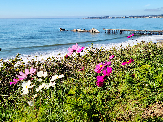 Spring brings a burst of coastal color, with wildflowers framing the view of the SS Palo Alto. Nature's way of accessorizing the already stunning scenery.