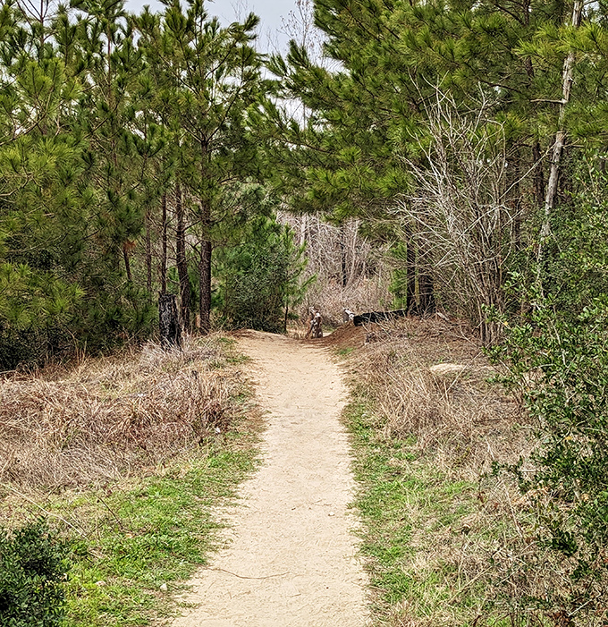 The trail beckons like an old friend, promising adventure between the pines. This is where cell service fades and real connection begins.