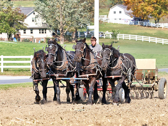These magnificent draft horses aren't just showing off&mdash;they're demonstrating authentic farming techniques that have worked for generations.