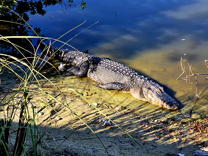 This gator's living its best life, completely unbothered by your presence and looking surprisingly photogenic for a prehistoric reptile.
