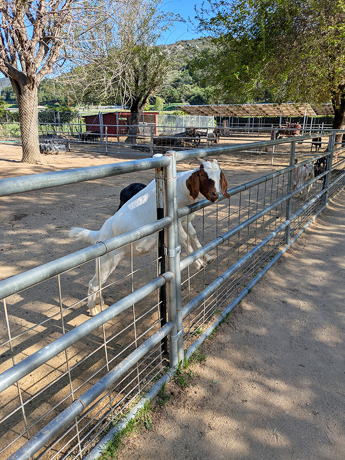This inquisitive goat seems to be wondering if you brought treats &ndash; the unofficial welcoming committee has four legs here.