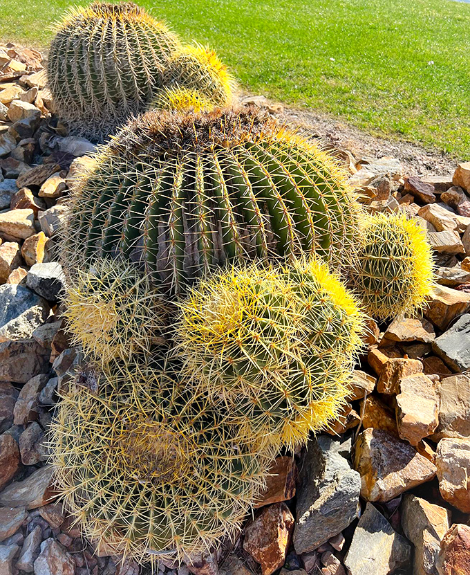 Golden barrel cacti wearing their crowns like botanical royalty who've earned every bit of respect through sheer survival skills.