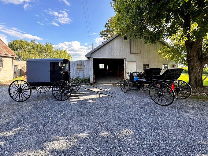 Parking lot problems? Not here. These buggies represent the original ride-sharing program, where the only emissions are occasional horse snorts and the occasional road apple.